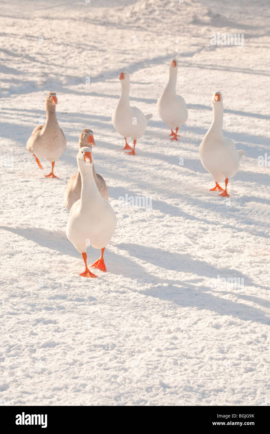 snow geese goose gaggle bird winter cold freeze white sixth day of ...