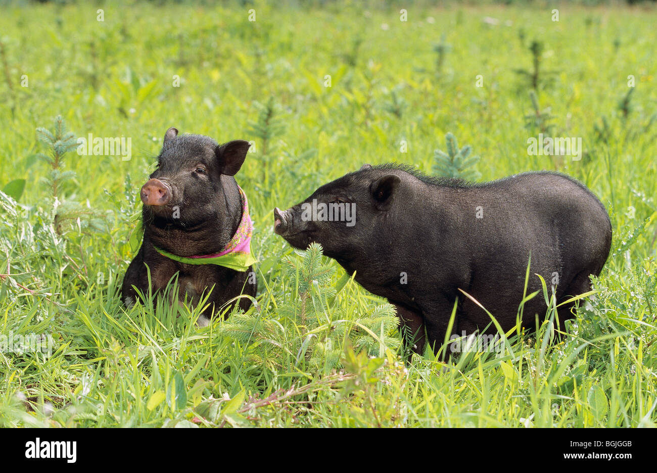 two miniature pigs on meadow Stock Photo - Alamy