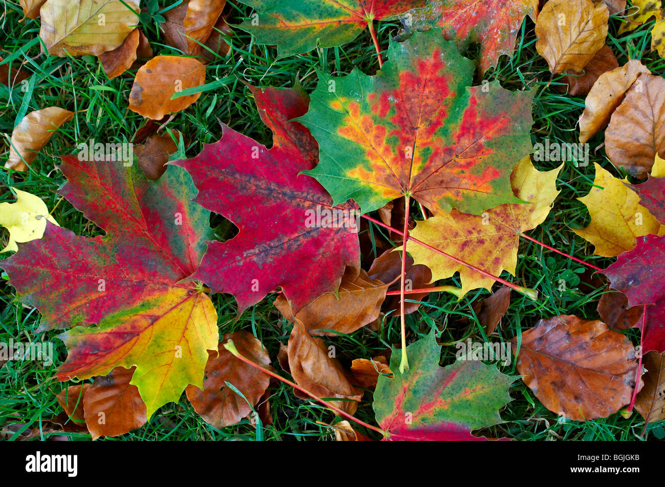 Leaves in bright Autum colours Stock Photo - Alamy