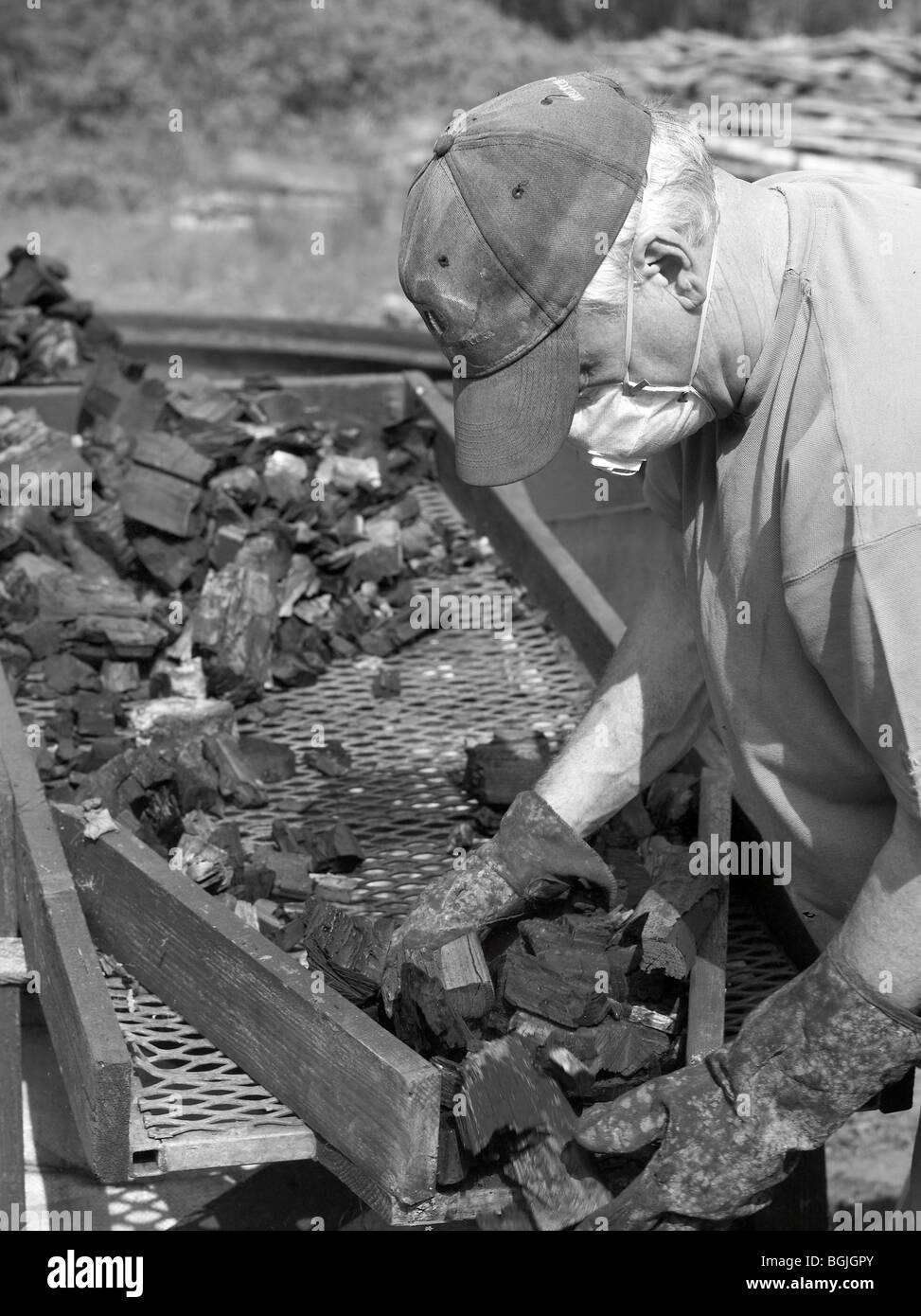 Charcoal burner sorting charcoal Stock Photo - Alamy