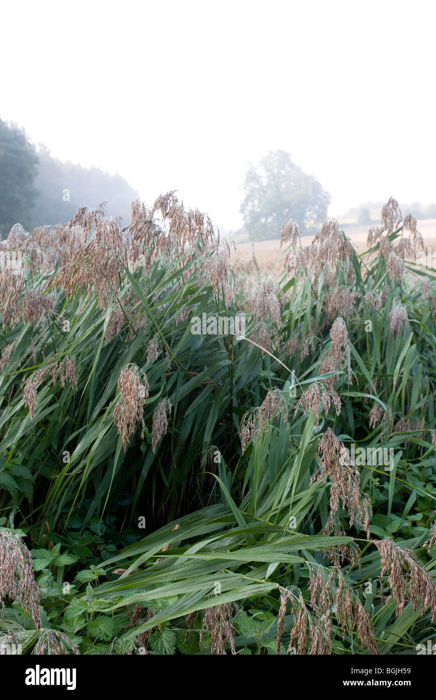 Grasses and sedge hi-res stock photography and images - Alamy