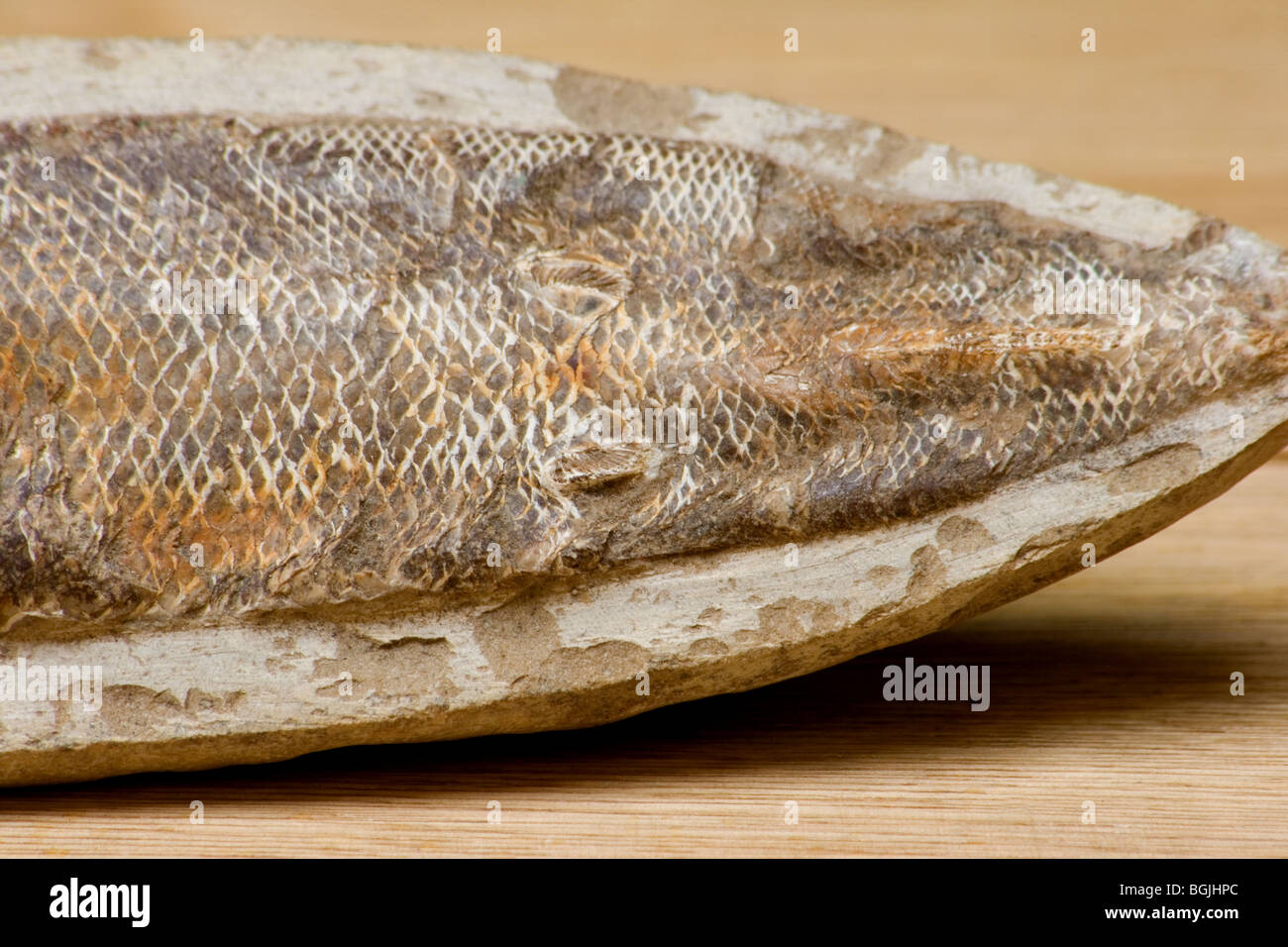 Fossilized fish hi-res stock photography and images - Alamy