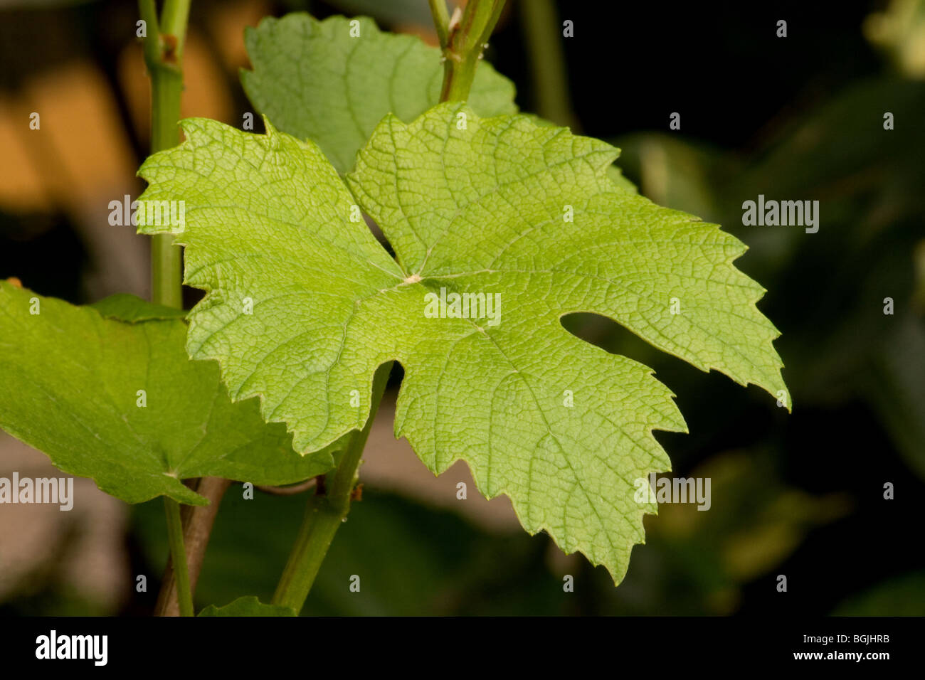 Grape leaf hi-res stock photography and images - Alamy