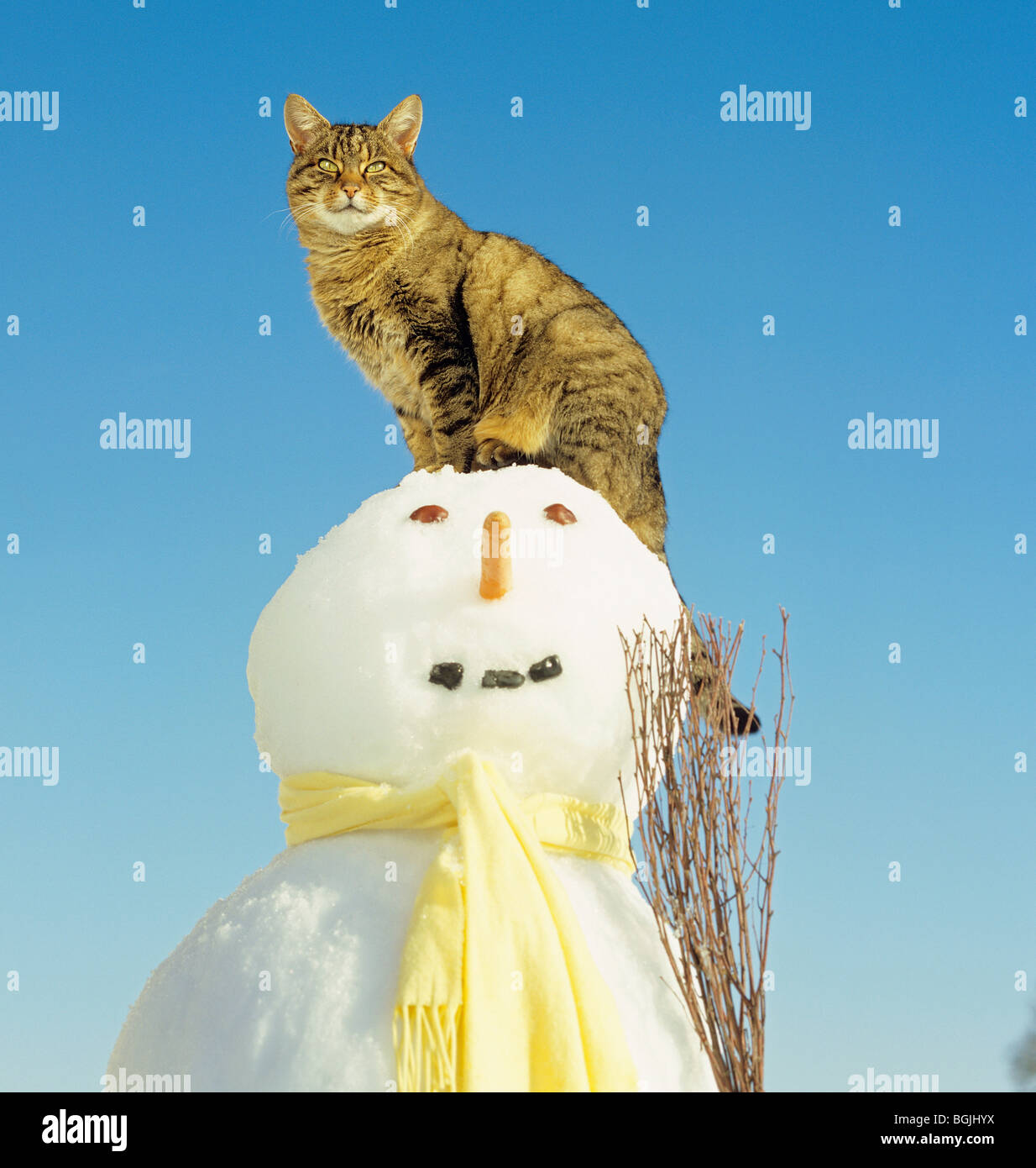 domestic cat on snowman Stock Photo - Alamy