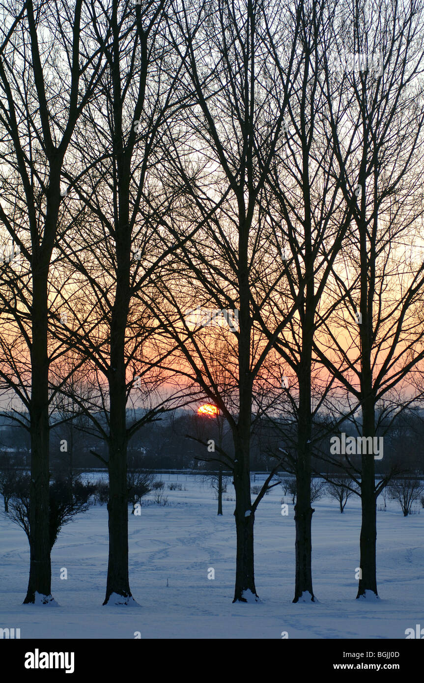 Winter Sunset Trees
