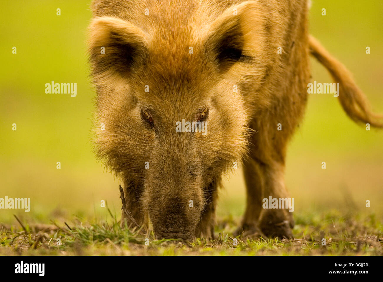 Feral Hogs on the Rio Vista Bluff Ranch, McFadden, TX Stock Photo - Alamy