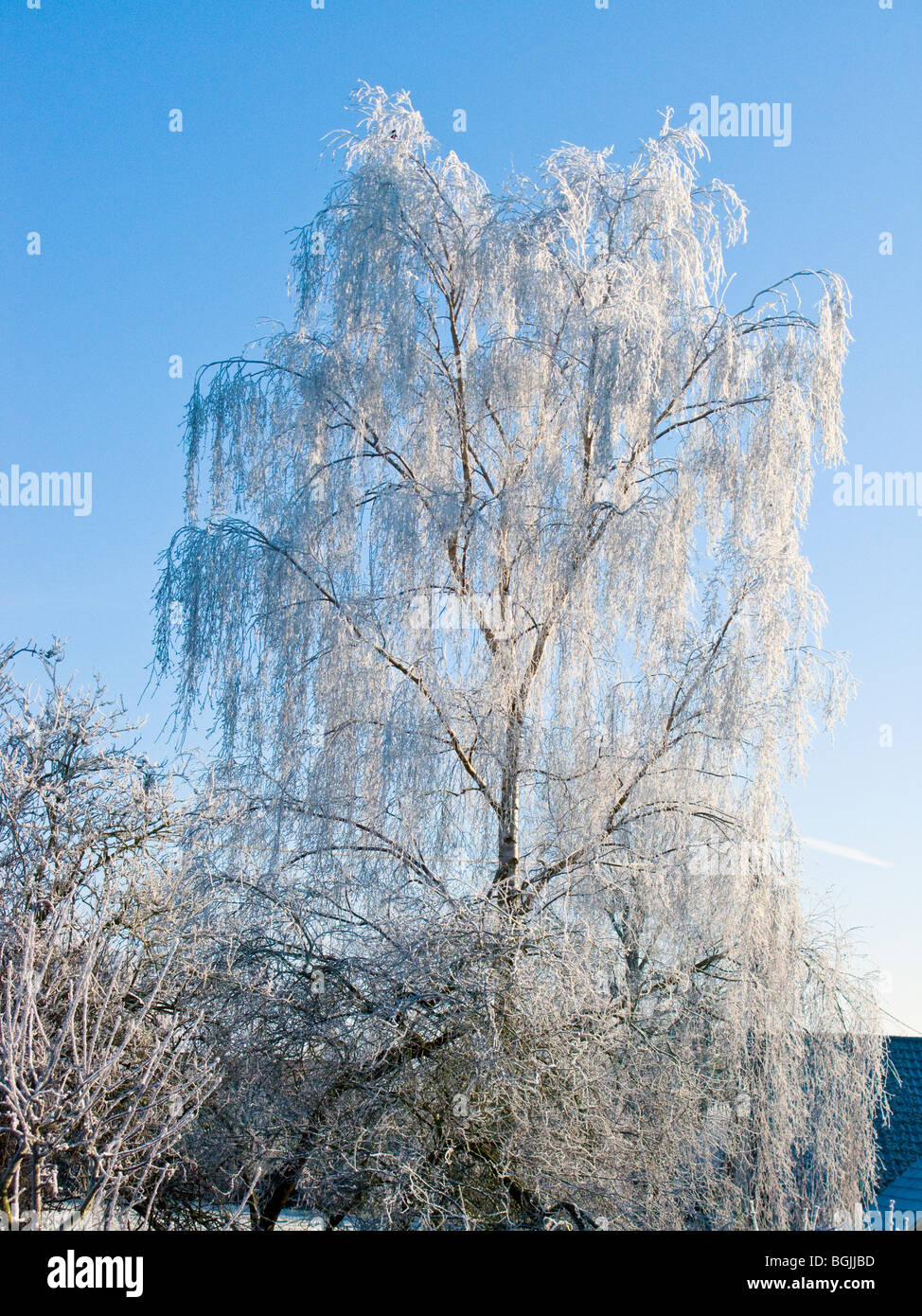 Tree covered in hoar frost Stock Photo - Alamy