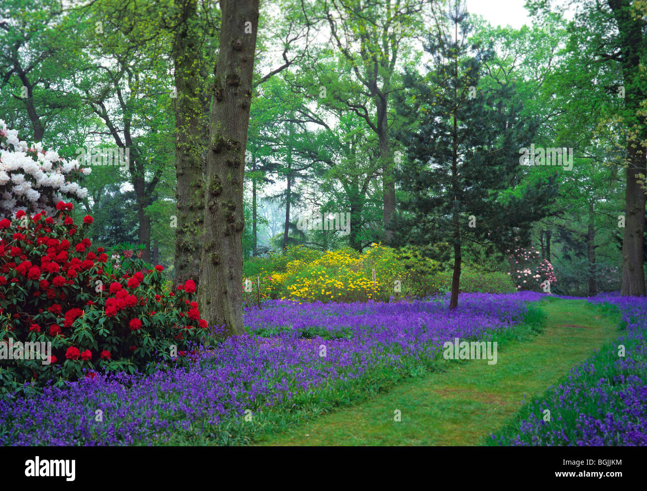 The Rhododendron walks in the spring garden at Bowood House Stock Photo ...