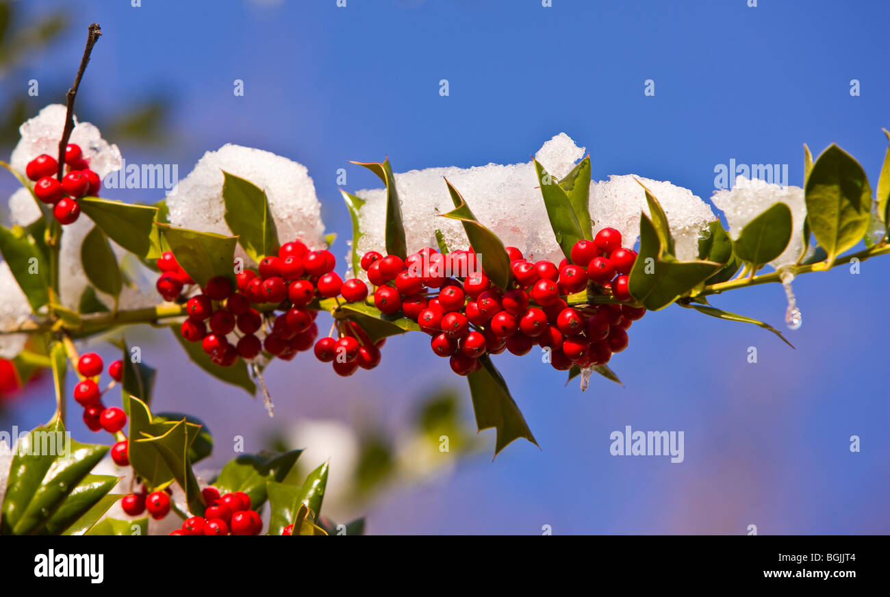 Holly bush garden hi-res stock photography and images - Alamy