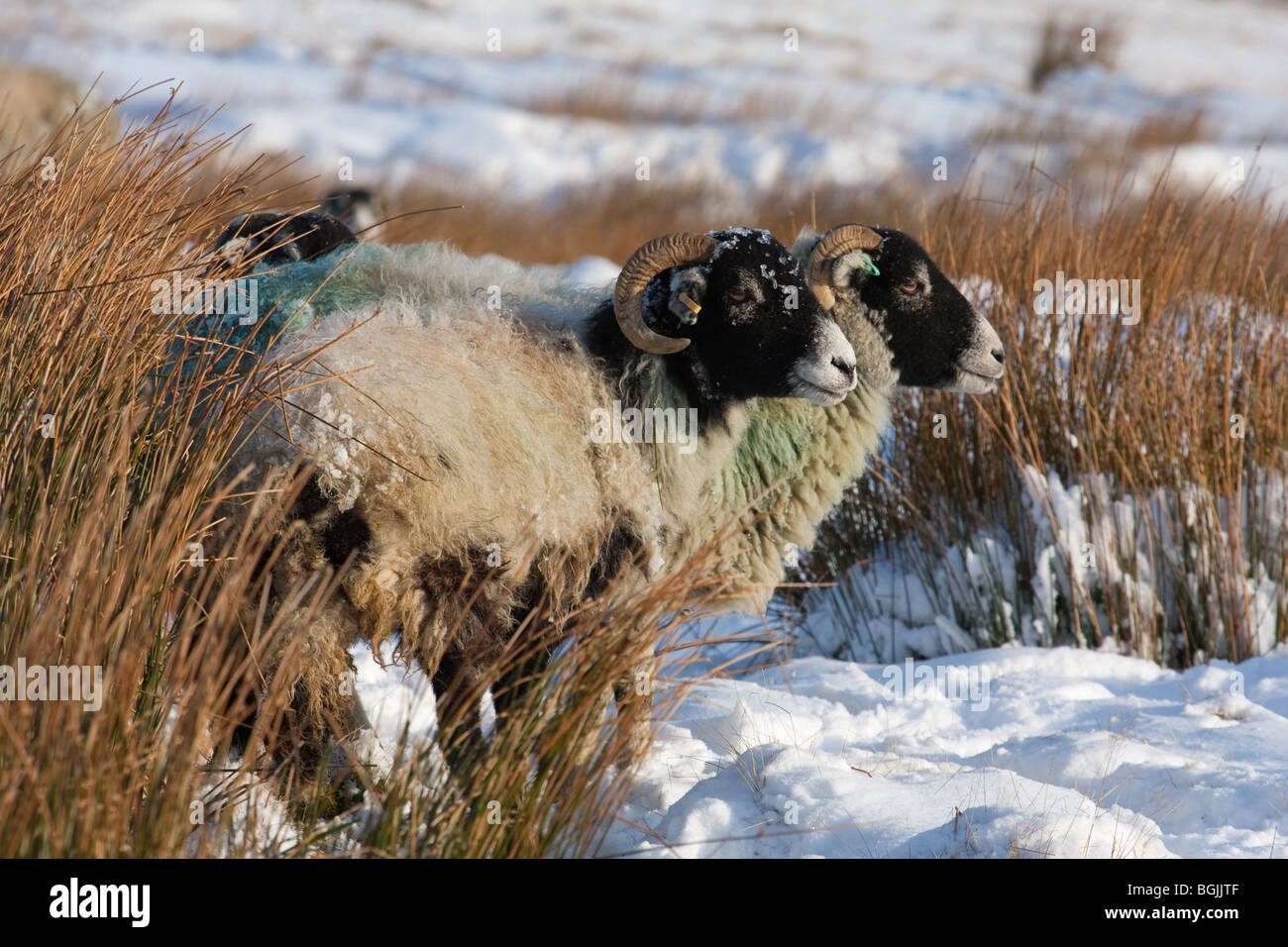 Pennine sheep in snow hi-res stock photography and images - Alamy