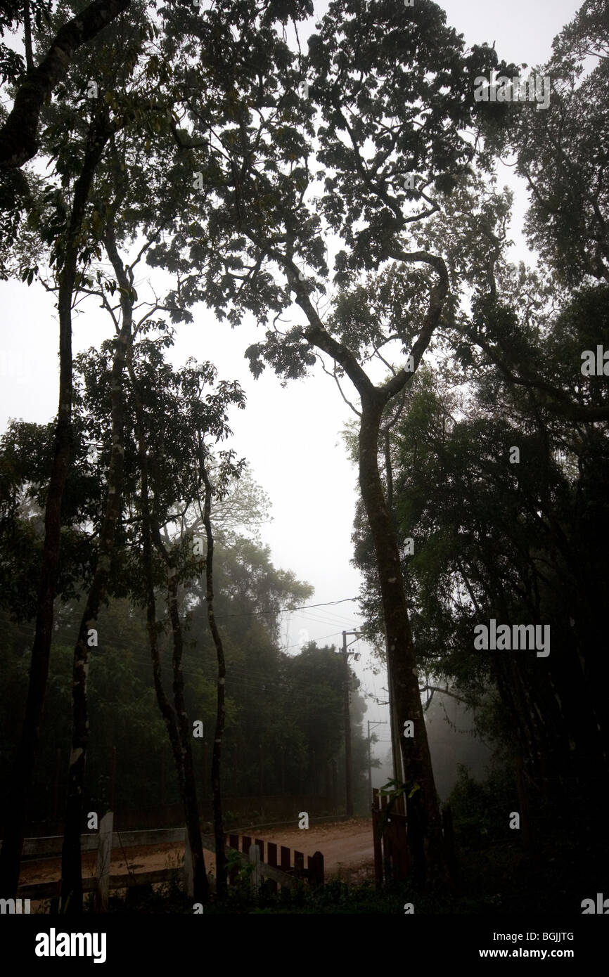 Cloudy forest view in Brazil highlands Stock Photo - Alamy