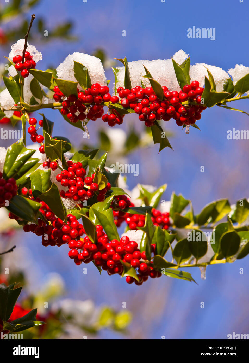ARLINGTON, VIRGINIA, USA - Holly bush with red berries and snow Stock ...