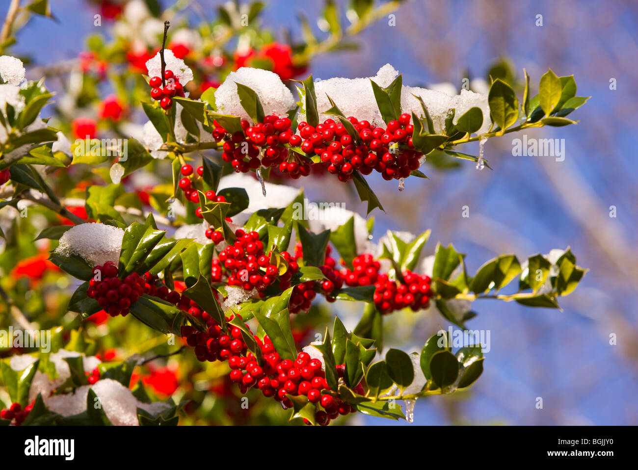 ARLINGTON, VIRGINIA, USA - Holly bush with red berries and snow Stock ...