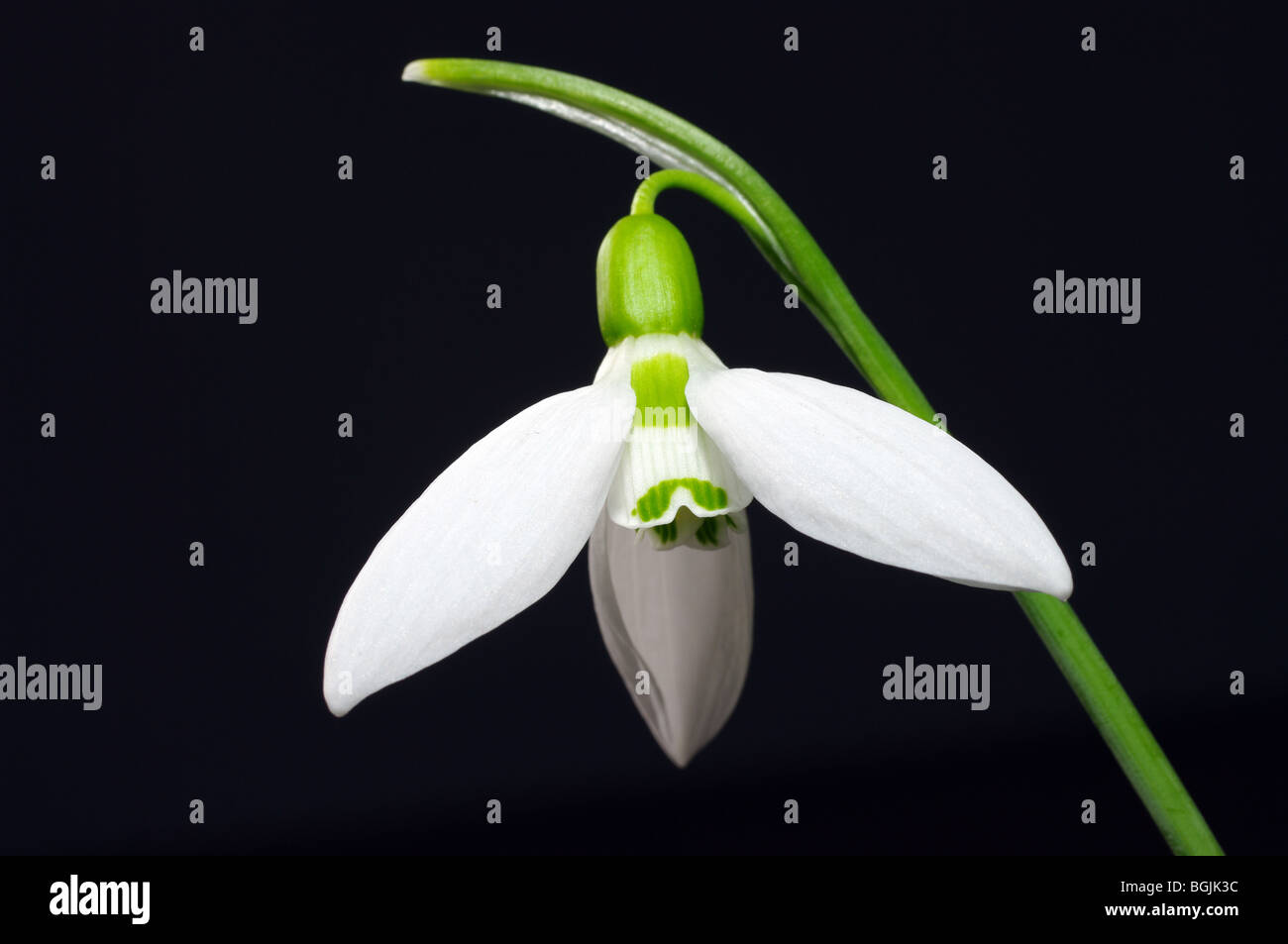 Snowdrop -symbol of Spring and youth Stock Photo - Alamy