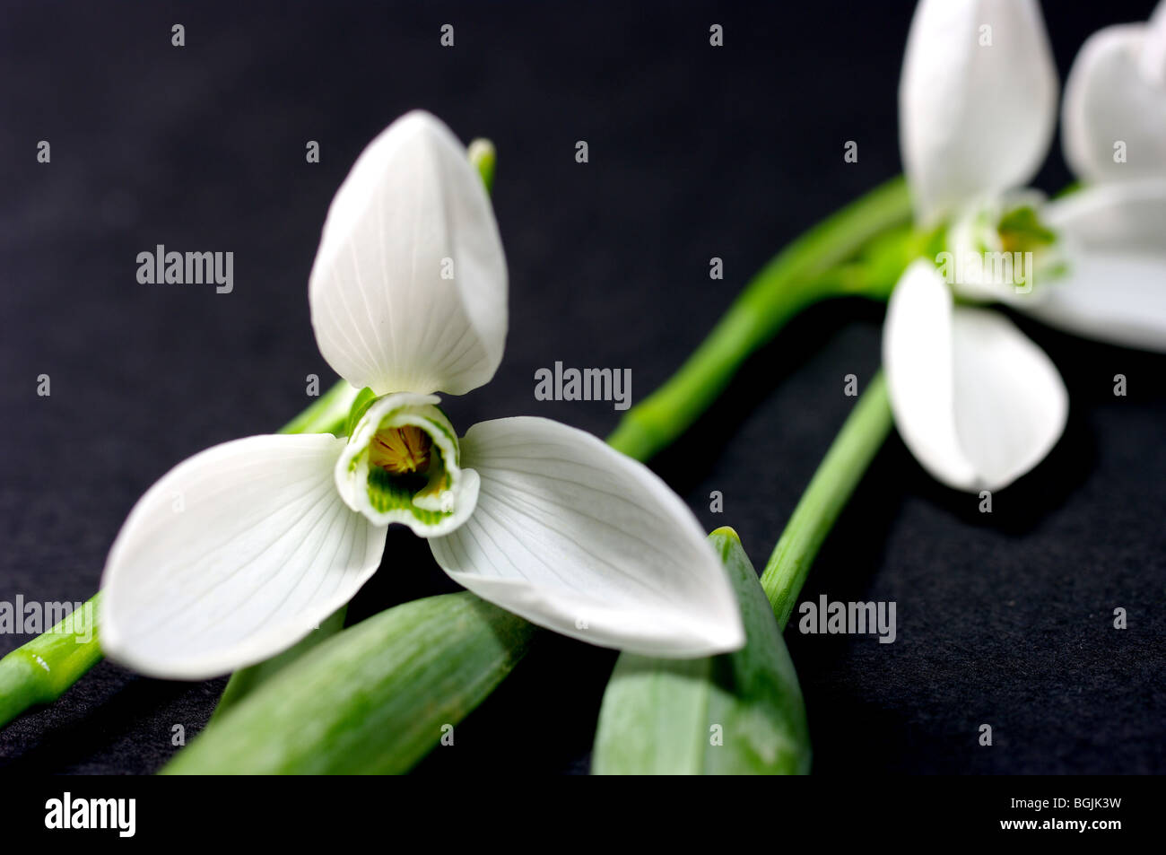 Snowdrops -symbol of Spring and youth Stock Photo - Alamy