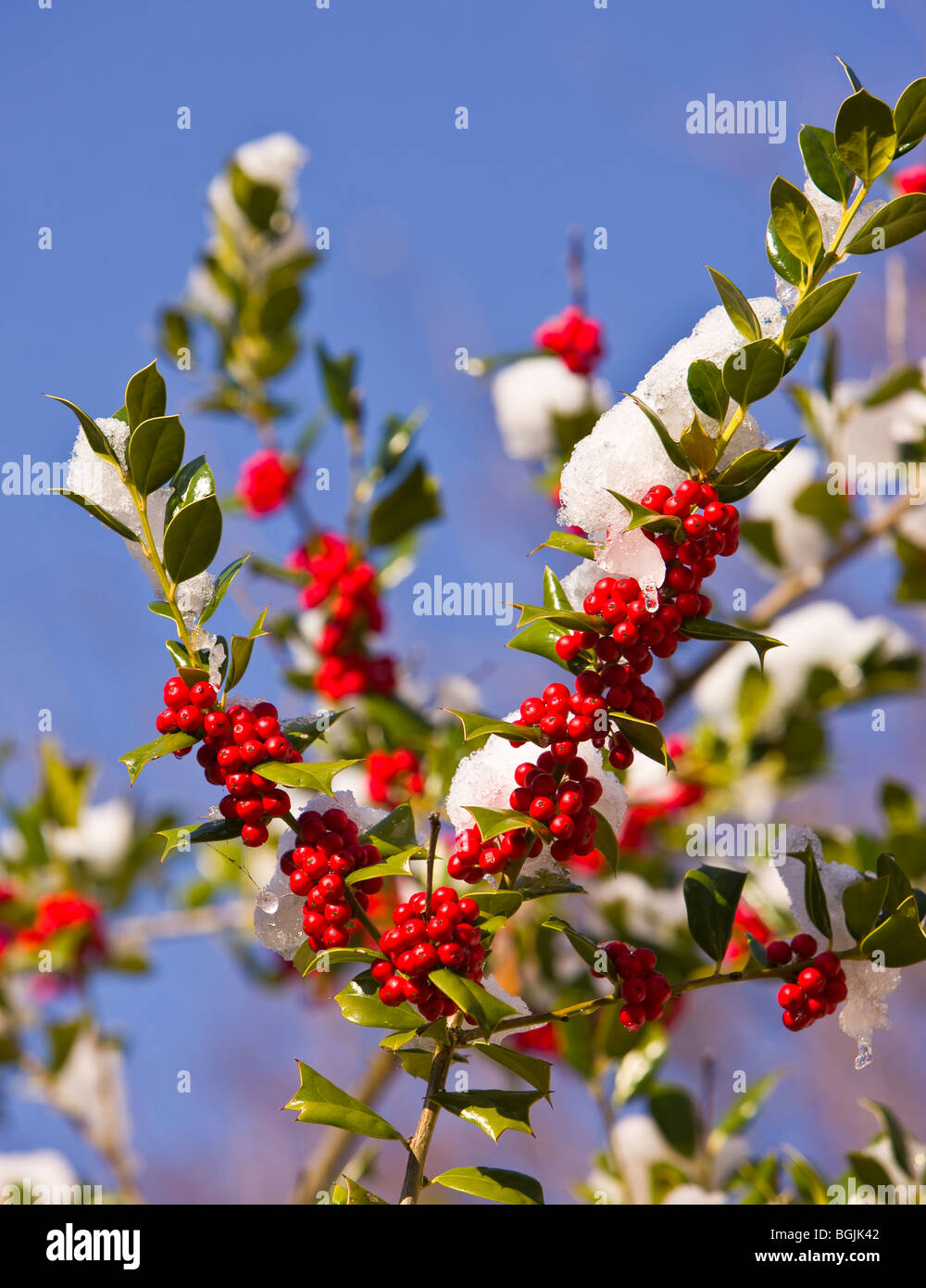Holly bush garden hi-res stock photography and images - Alamy