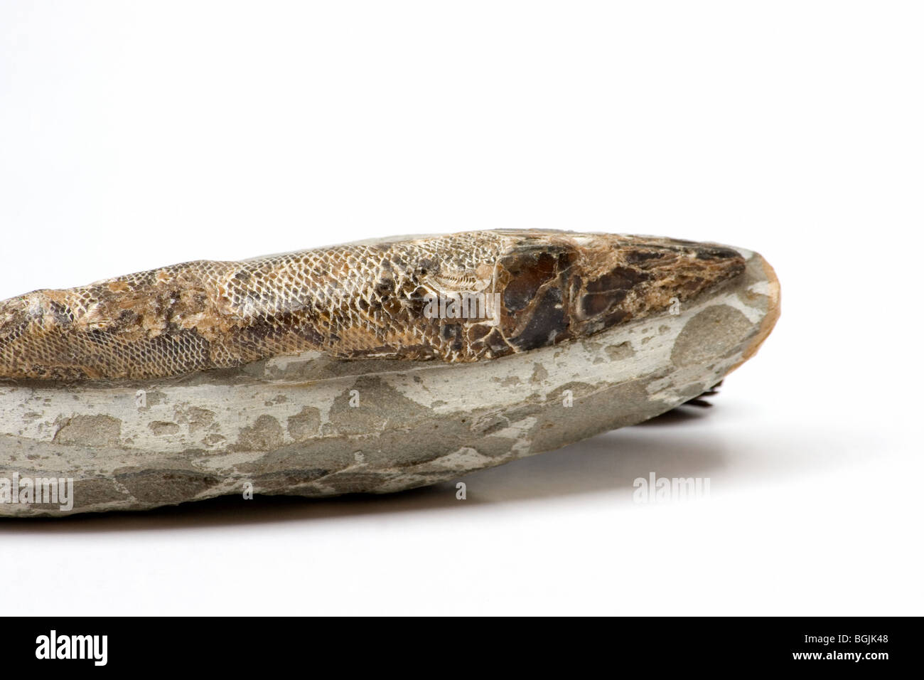 Fossil in nature Cut Out Stock Images & Pictures - Alamy