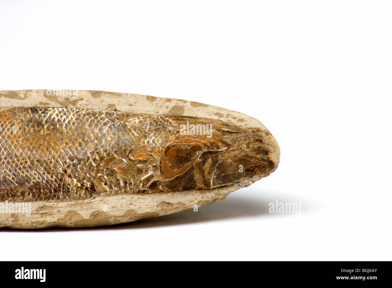 Fossil white background hi-res stock photography and images - Alamy