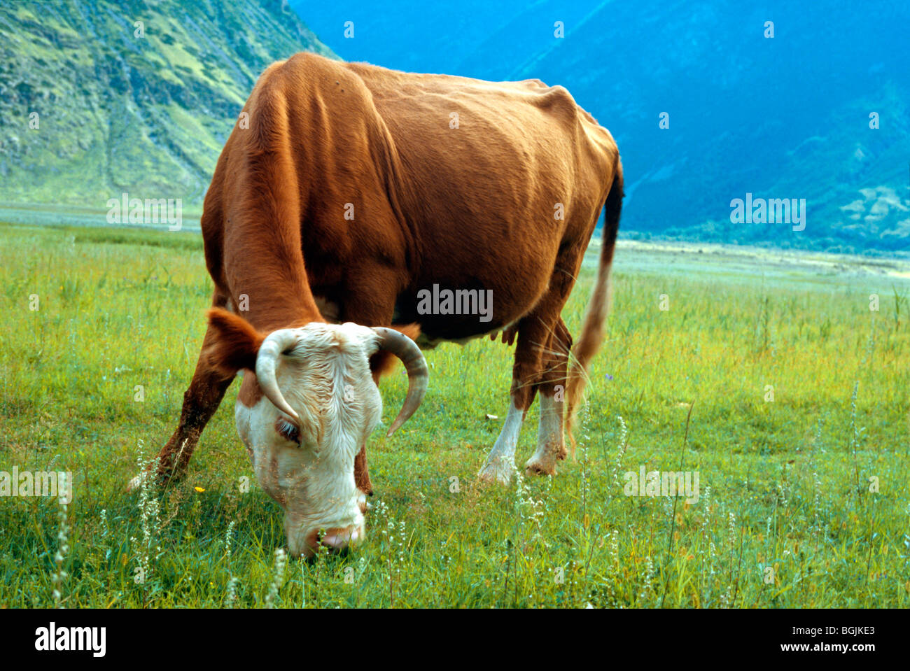 Russian cow hi-res stock photography and images - Alamy