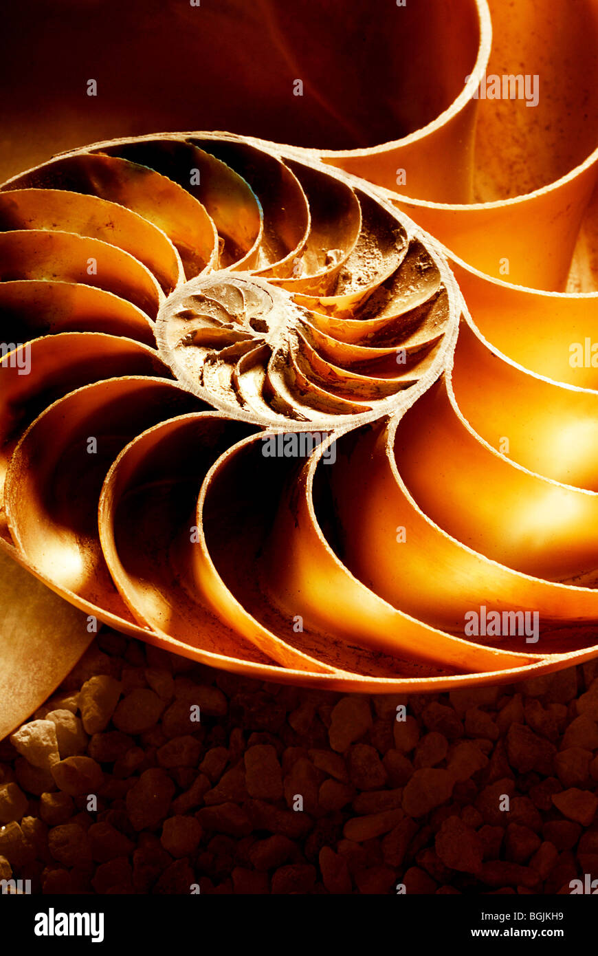 Spiral nautilus shell hi-res stock photography and images - Alamy