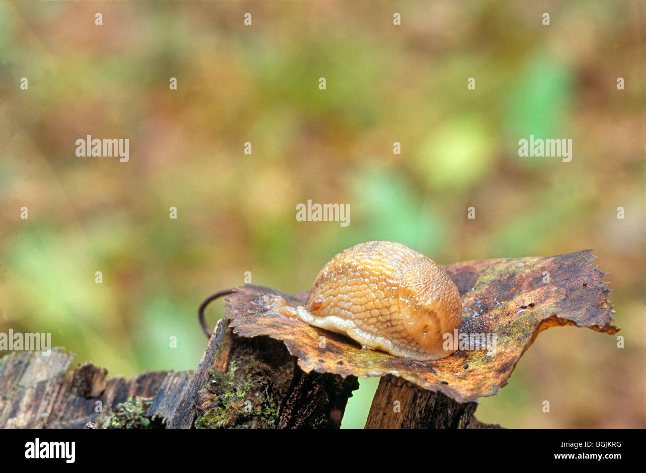 Slug on a leaf Stock Photo - Alamy