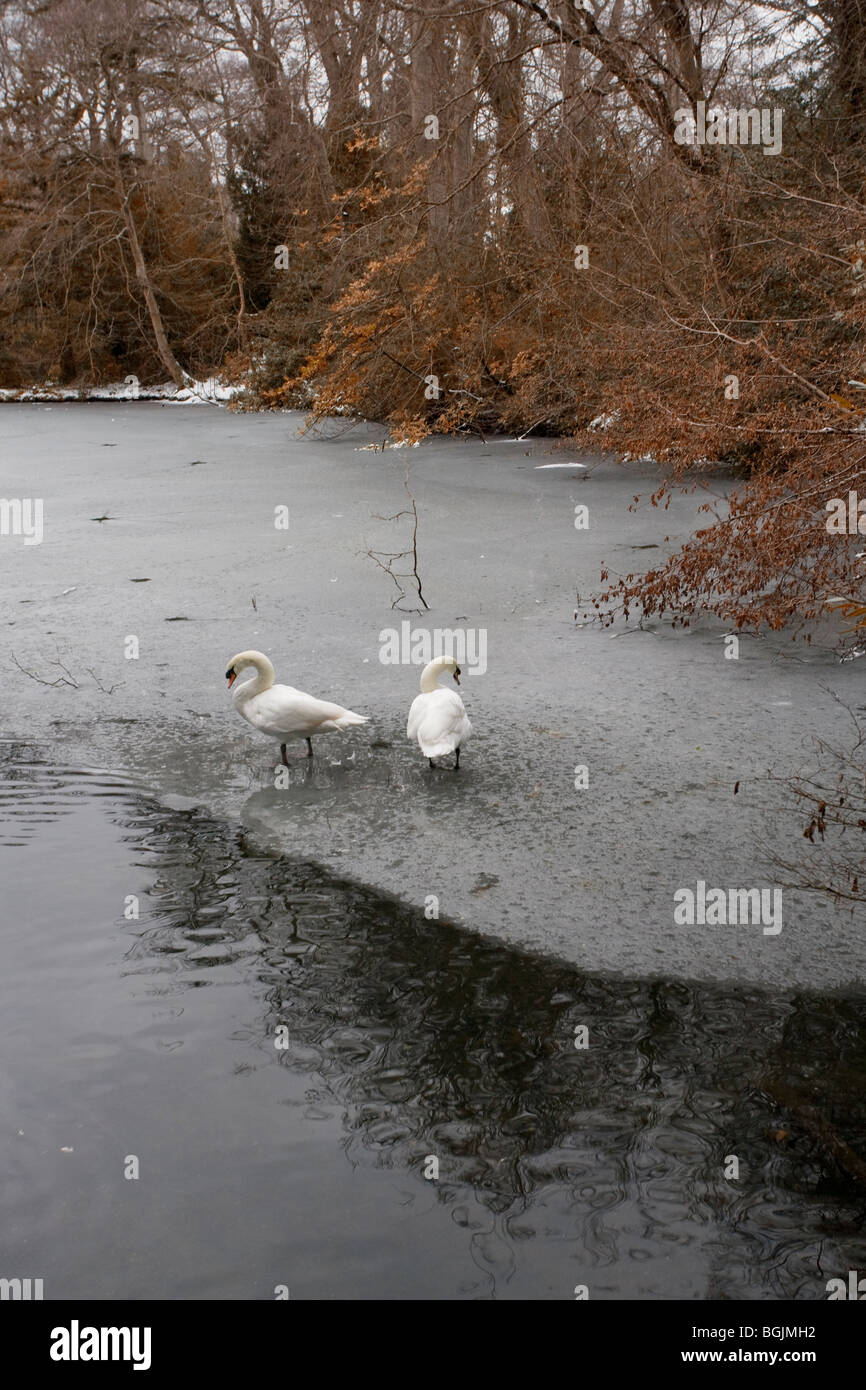 frozen pond,lake,park,water,snow,winter,snow,swans,wild life Stock ...