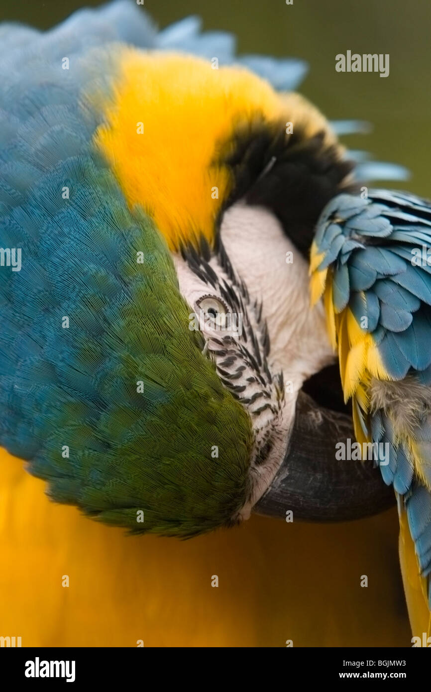 Blue and Yellow Macaw preening Stock Photo - Alamy