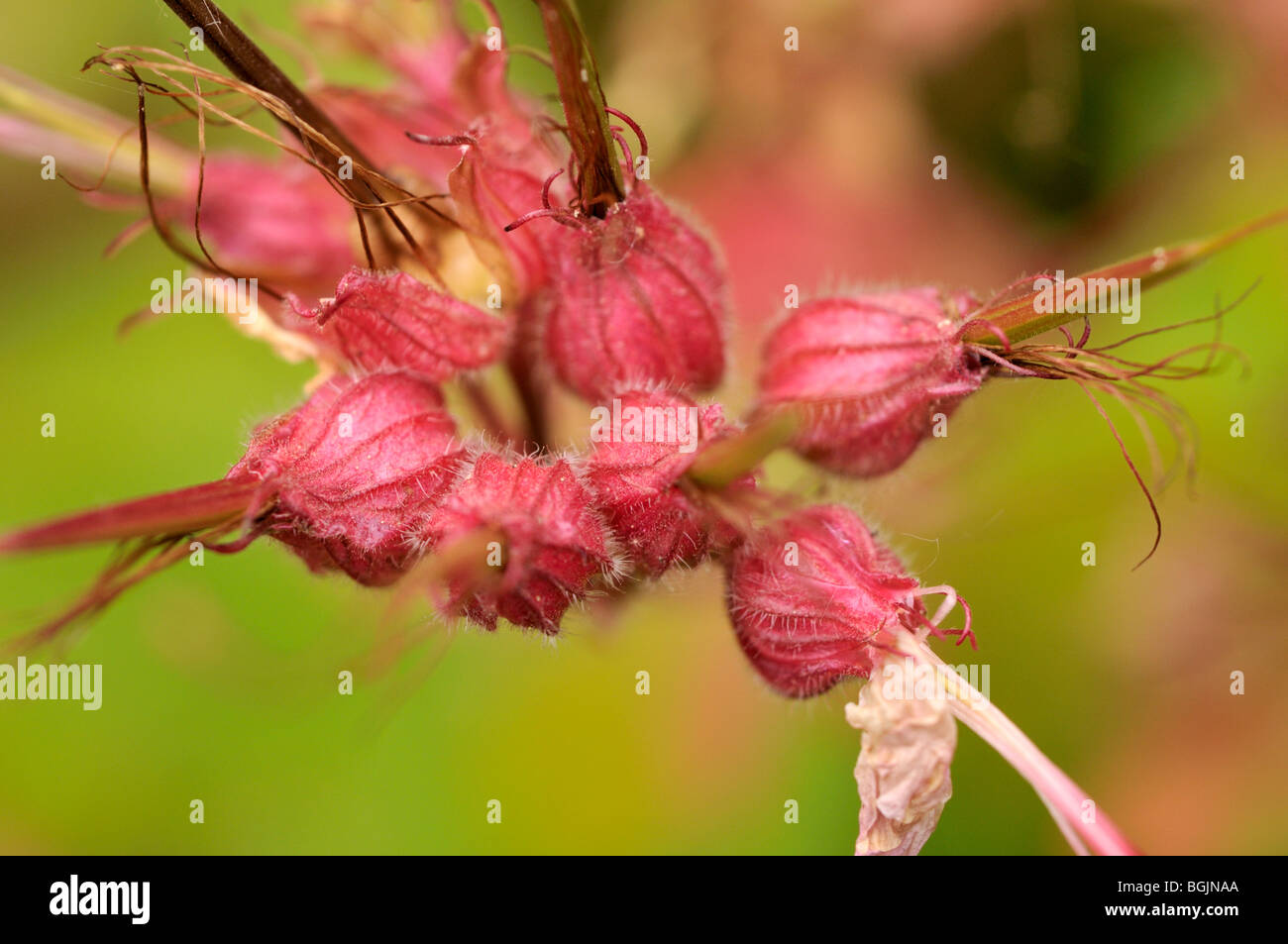 Geranium buds hi-res stock photography and images - Alamy