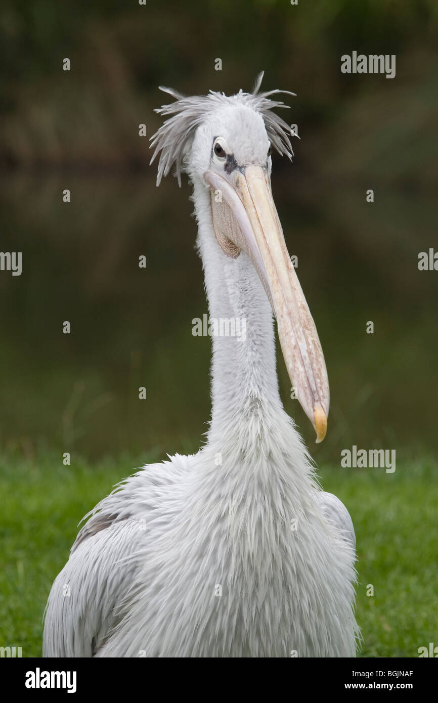 Hunched bird hi-res stock photography and images - Alamy
