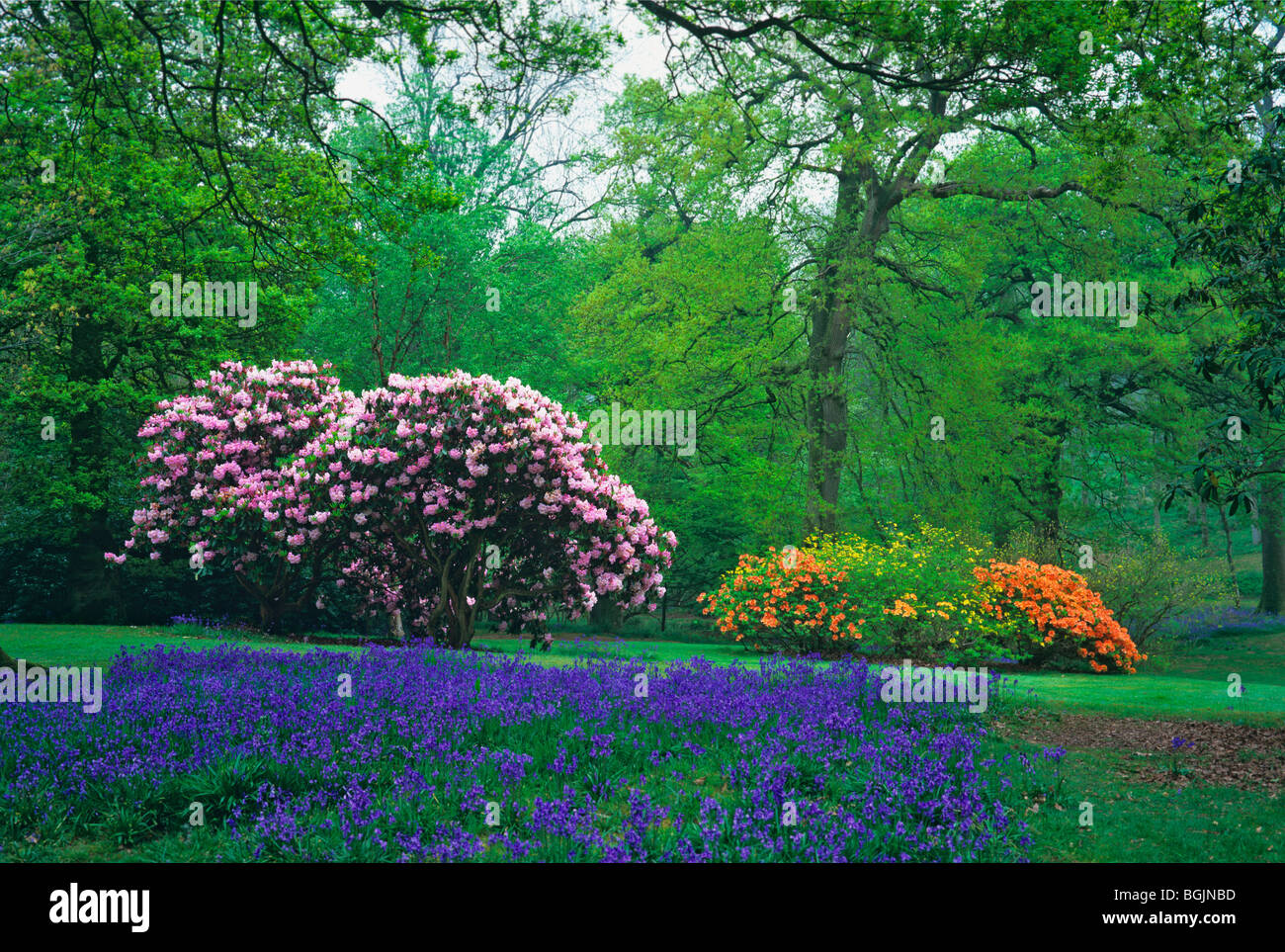 The Rhododendron walks in the spring garden at Bowood House Stock Photo ...