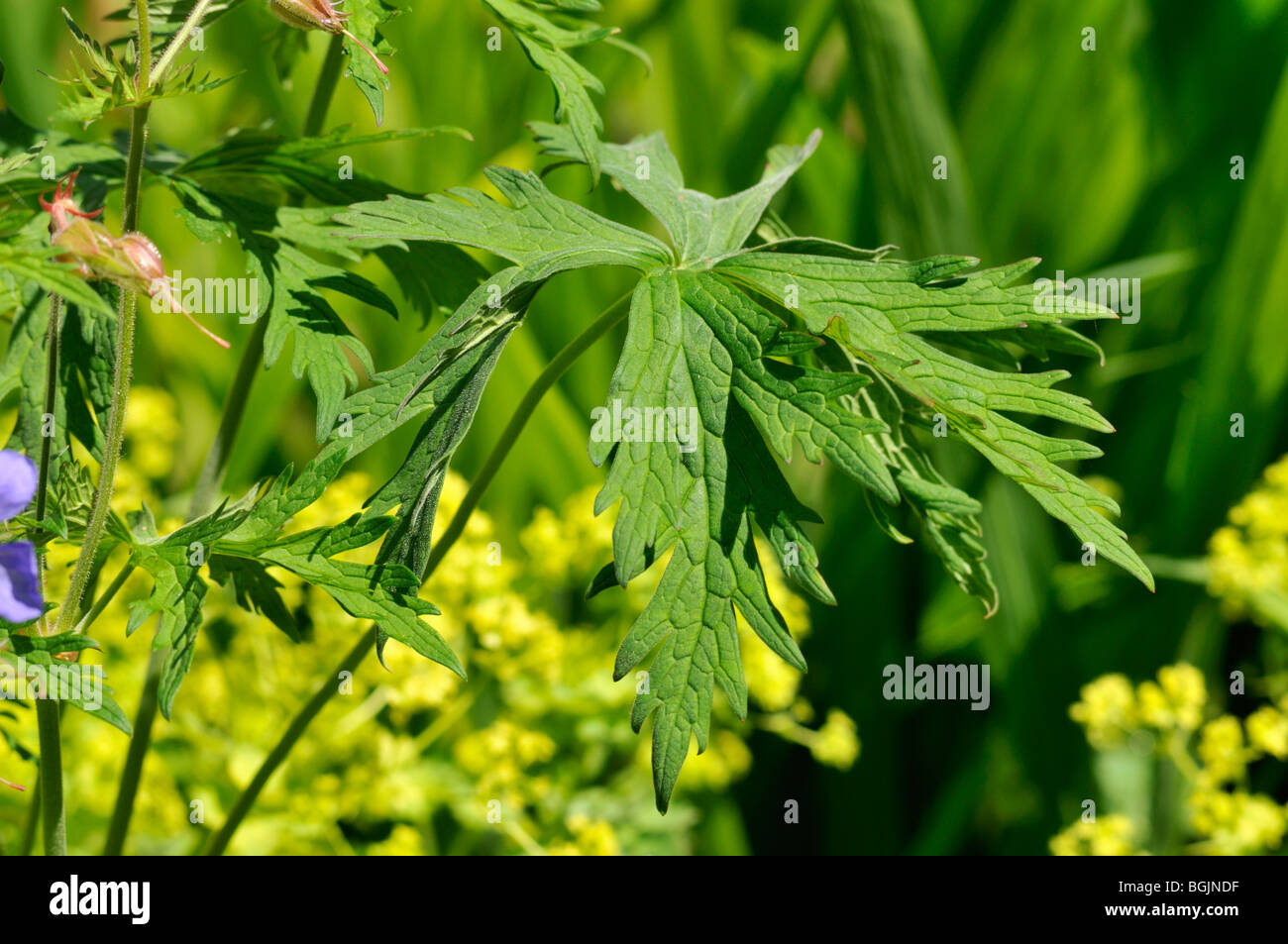 Green geranium leaves hi-res stock photography and images - Alamy