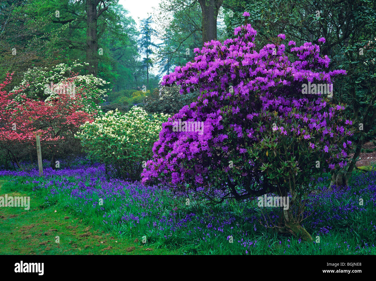 The Rhododendron walks in the spring garden at Bowood House Stock Photo ...