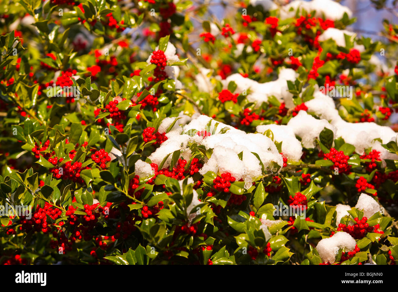 ARLINGTON, VIRGINIA, USA - Holly bush with red berries and snow Stock ...
