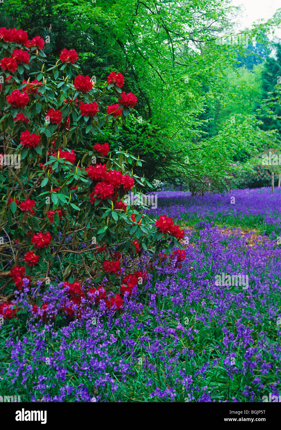 Bowood woodland gardens hi-res stock photography and images - Alamy