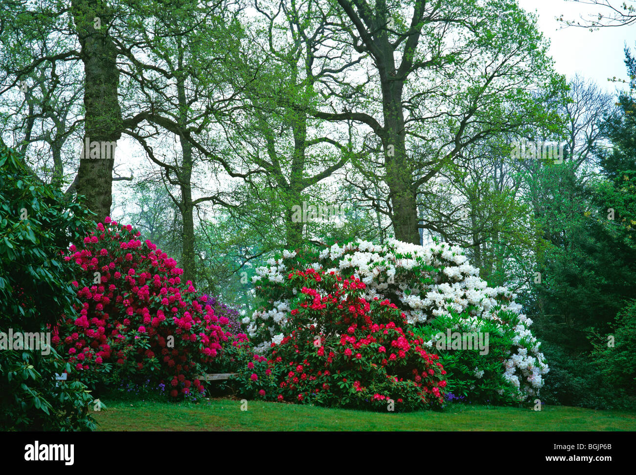 The Rhododendron walks in the spring garden at Bowood House Stock Photo ...