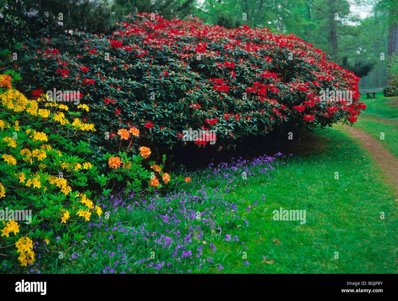 The Rhododendron walks in the spring garden at Bowood House Stock Photo ...