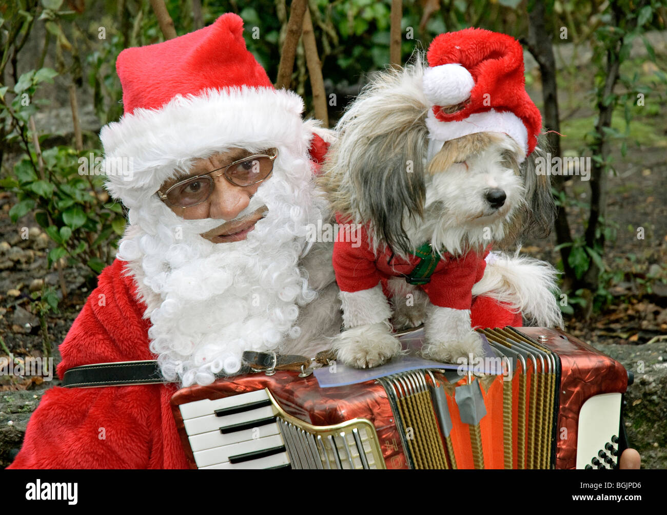 Busker dressed as Santa and playing Accordion with dog, Nuremberg ...