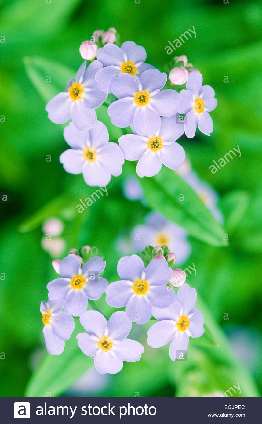 Alaska Forget Me Not Stock Photos & Alaska Forget Me Not Stock Images ...