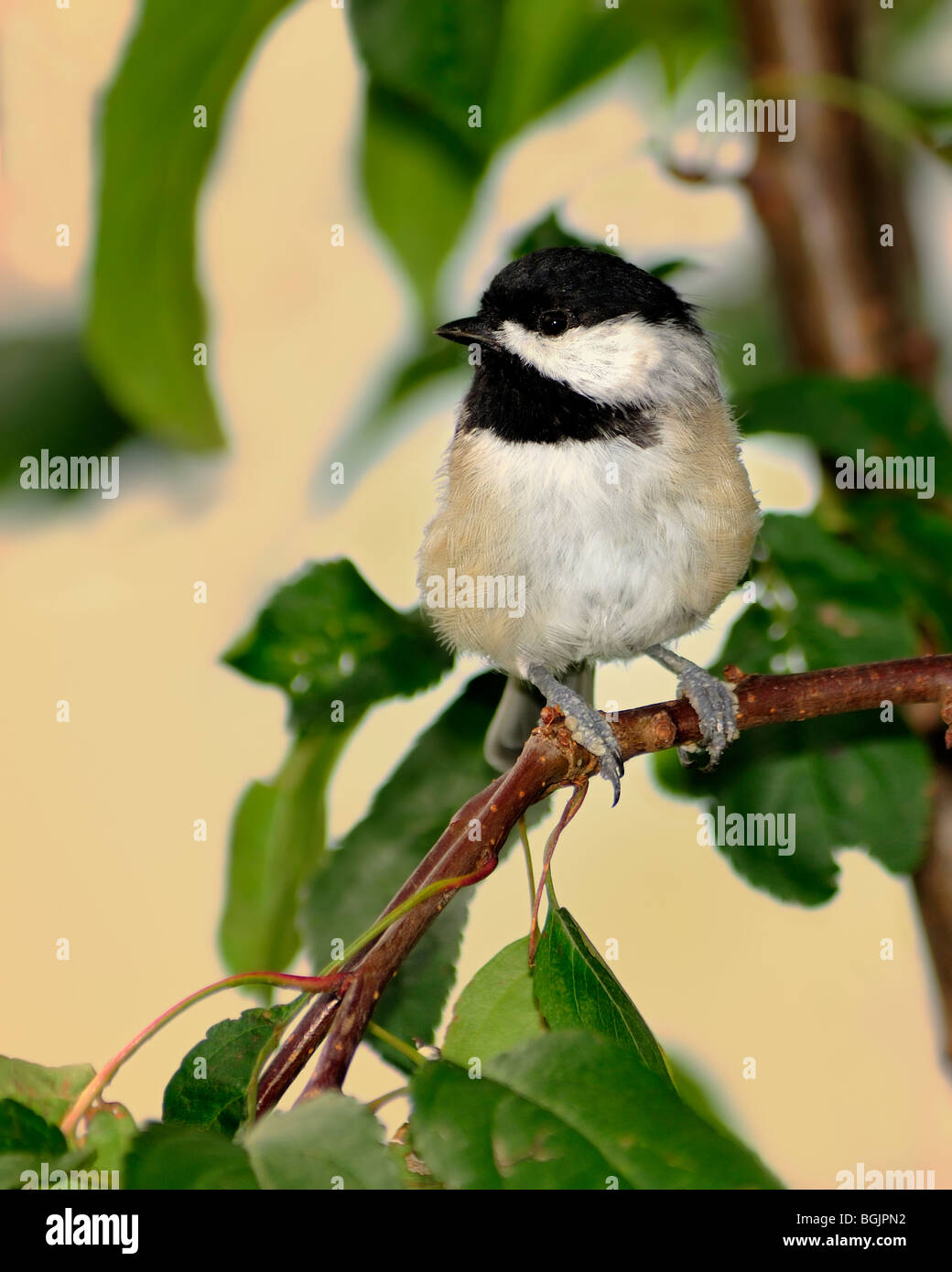 Carolina Chickadee, Poecile carolinensis, perches on a branch in the ...