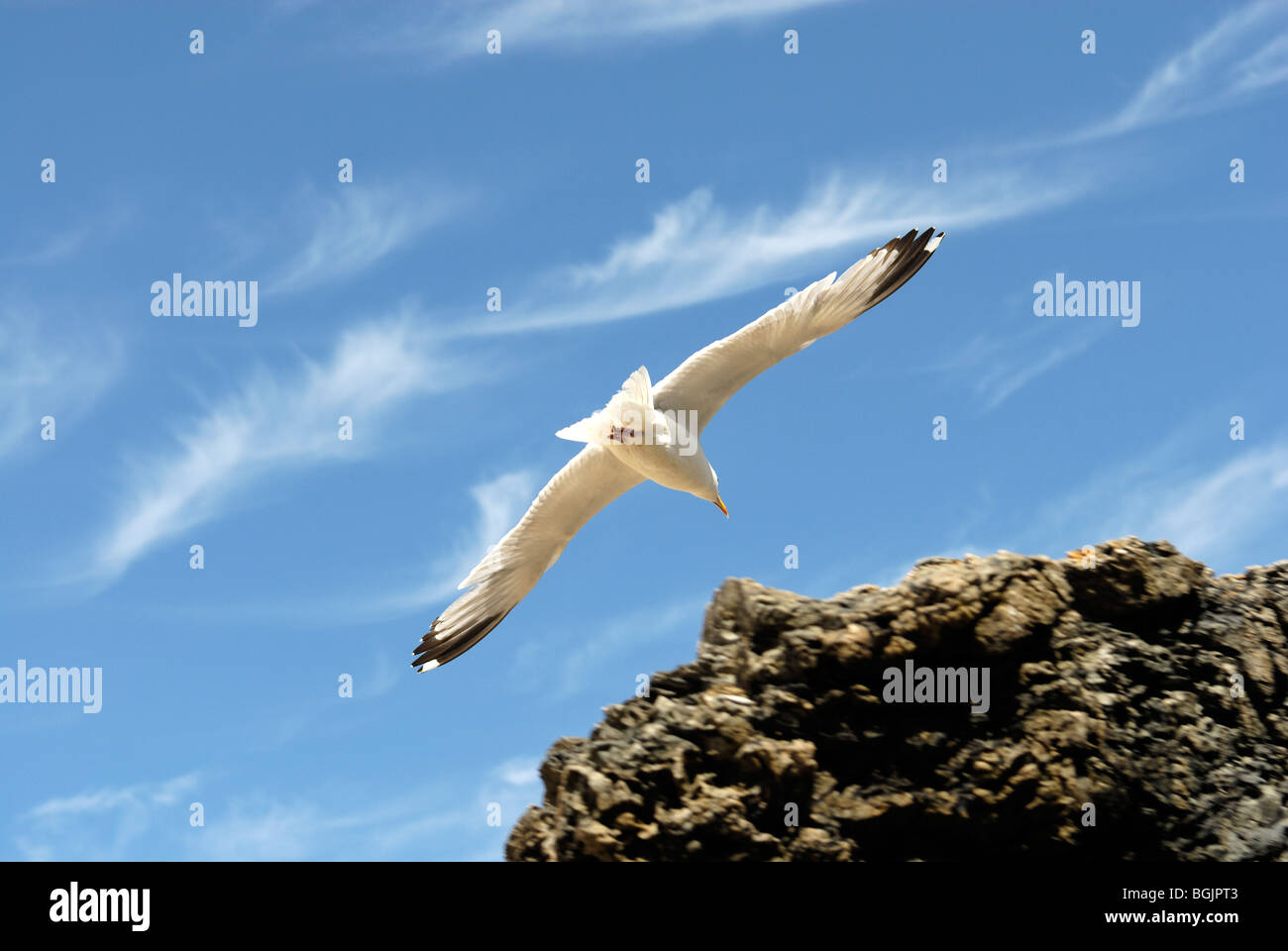 Seagull near rock face against blue sky Cornwall UK Stock Photo - Alamy