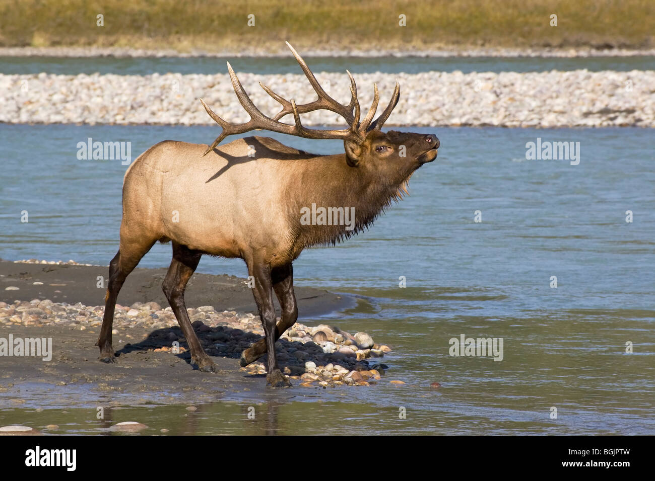 A handsome Bull Elk strutting his dominance during the fall rut Stock ...
