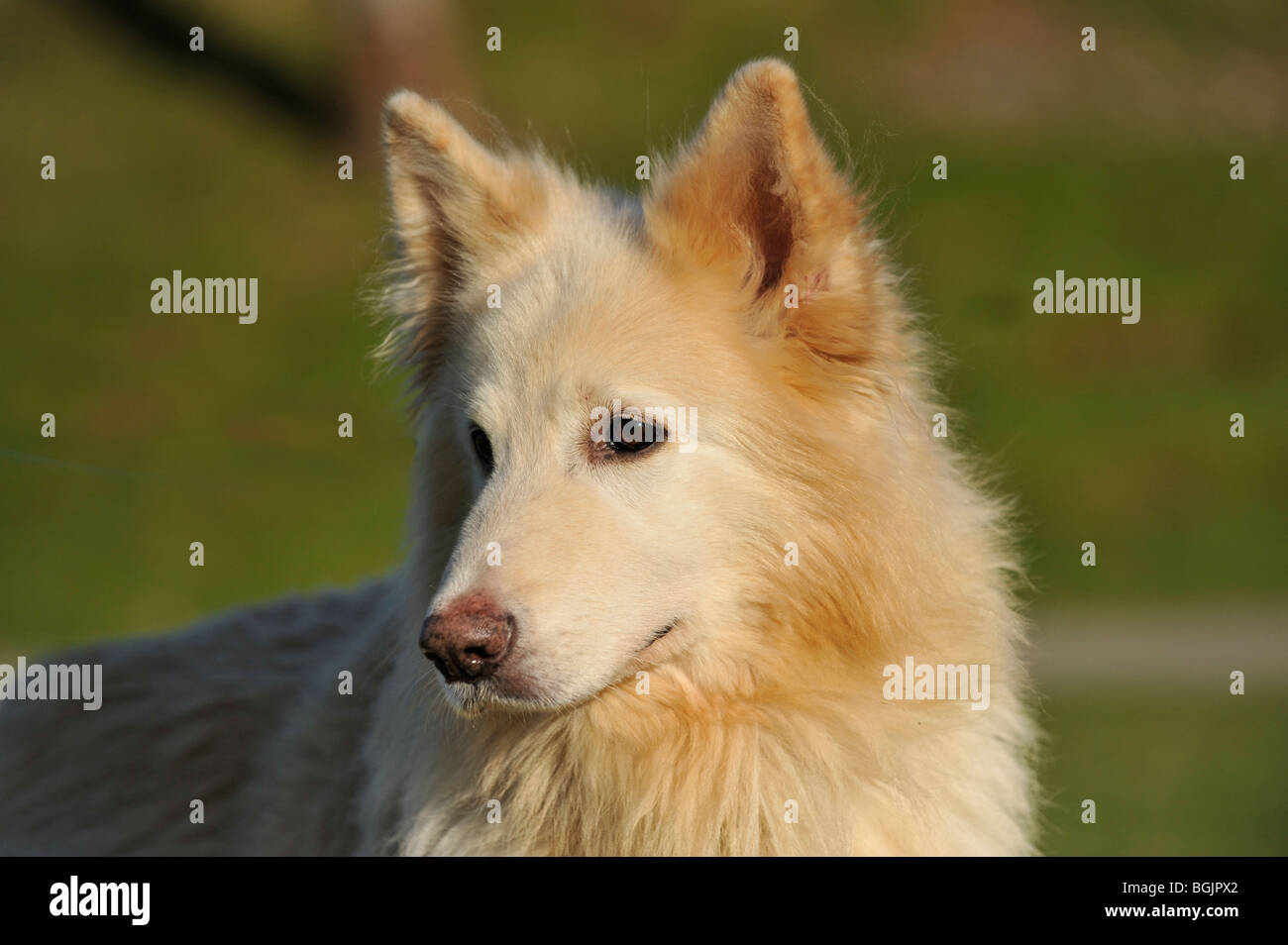 Alsation Dog Stock Photos & Alsation Dog Stock Images - Alamy