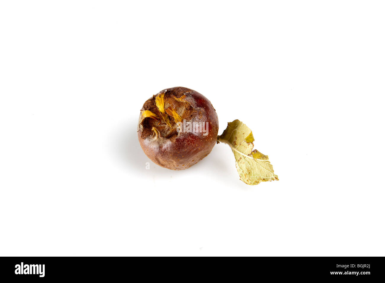 Medlar fruit on white background. close up Ripe blet fruit.090750 ...