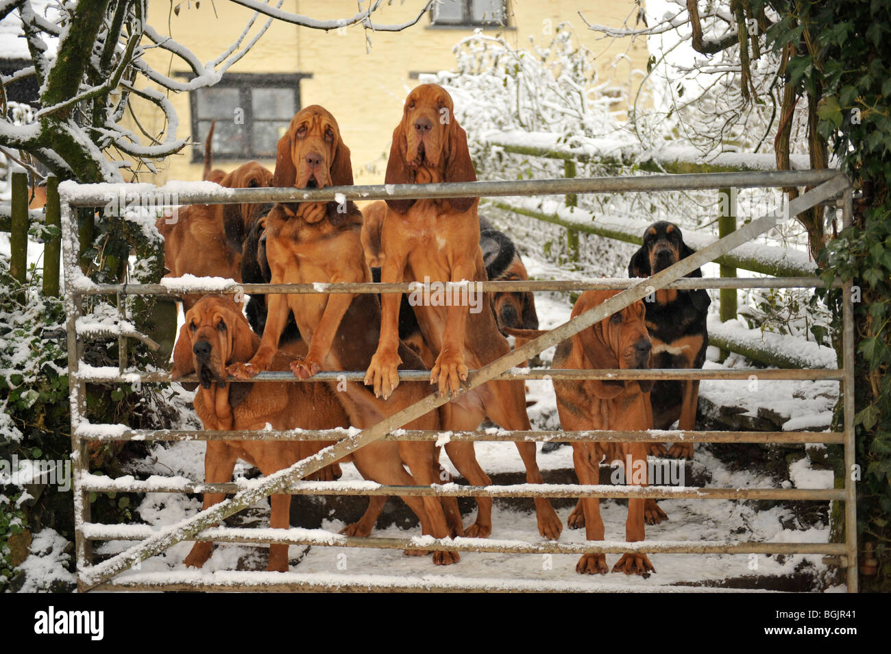 pack of bloodhounds at a gate Stock Photo - Alamy