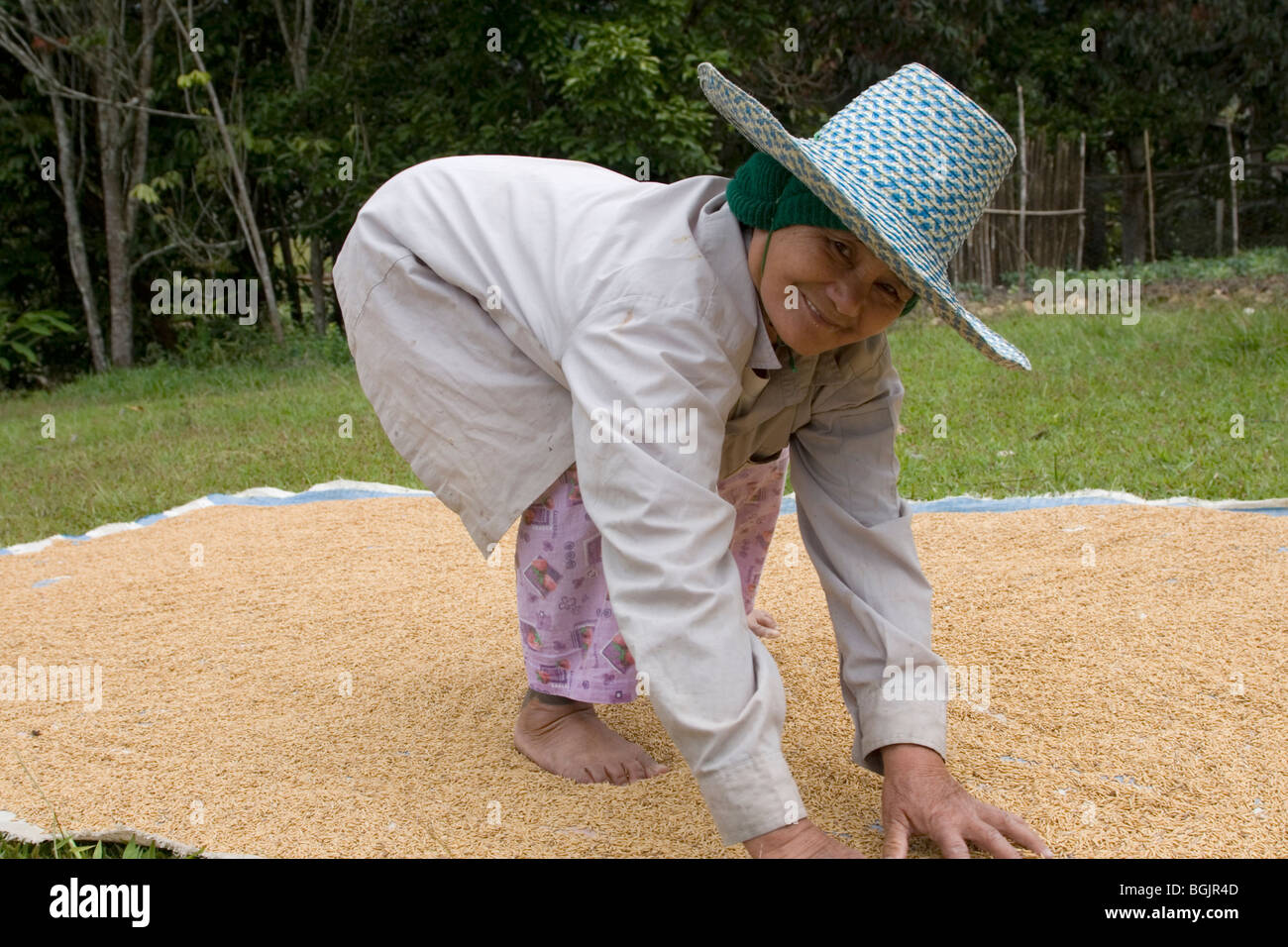 A farmer spreading out rice grains to dry before dehusking at the ...