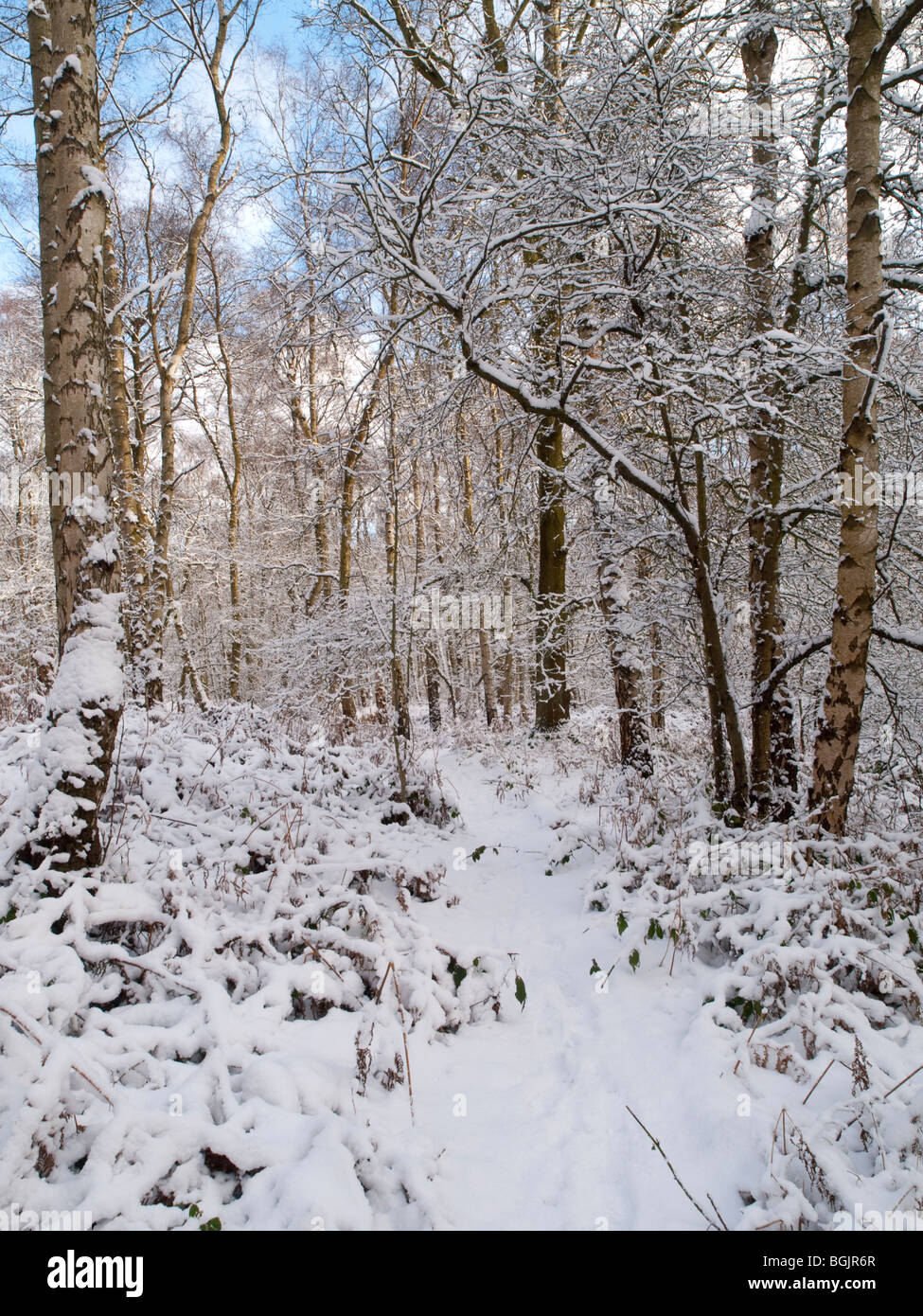 Snow at the Fox Covert Nature Reserve near Calverton in Nottinghamshire ...