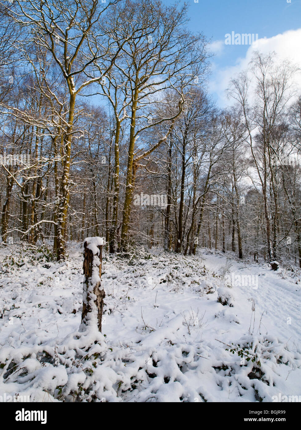 Snow at the Fox Covert Nature Reserve near Calverton in Nottinghamshire ...