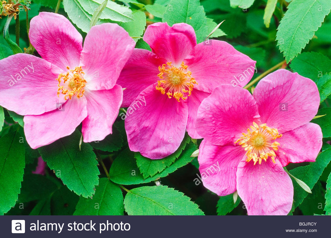 Prickly Rose Stock Photos & Prickly Rose Stock Images - Alamy