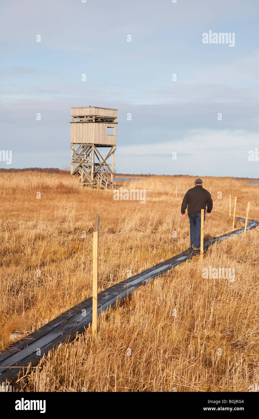 Elderly birdwatcher at Liminka Bay Nature Reserve heading to the ...