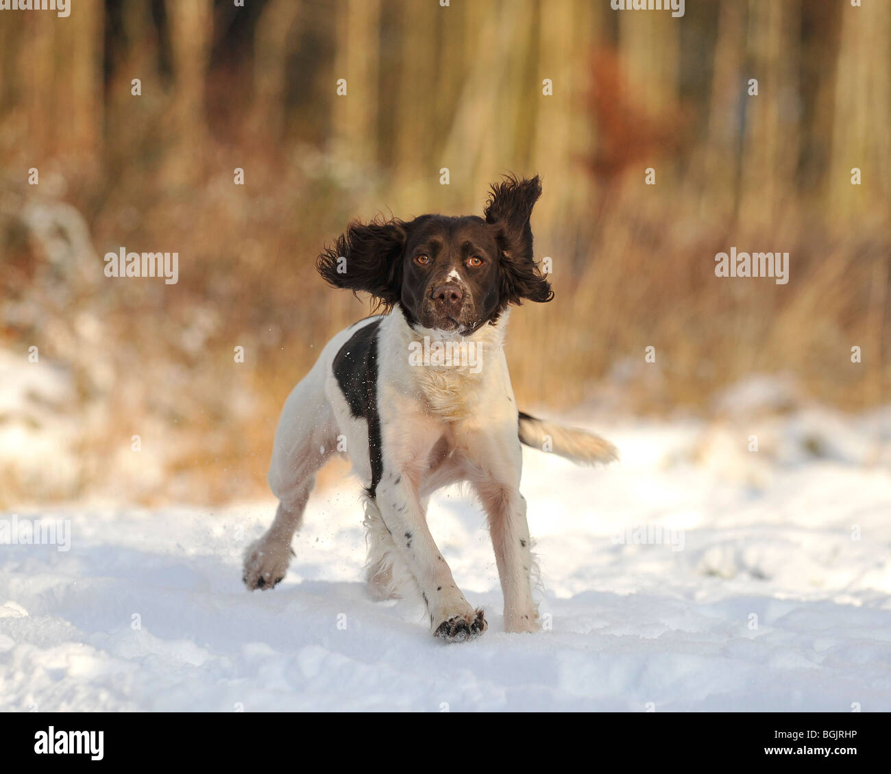 springer spaniel running in snow Stock Photo - Alamy